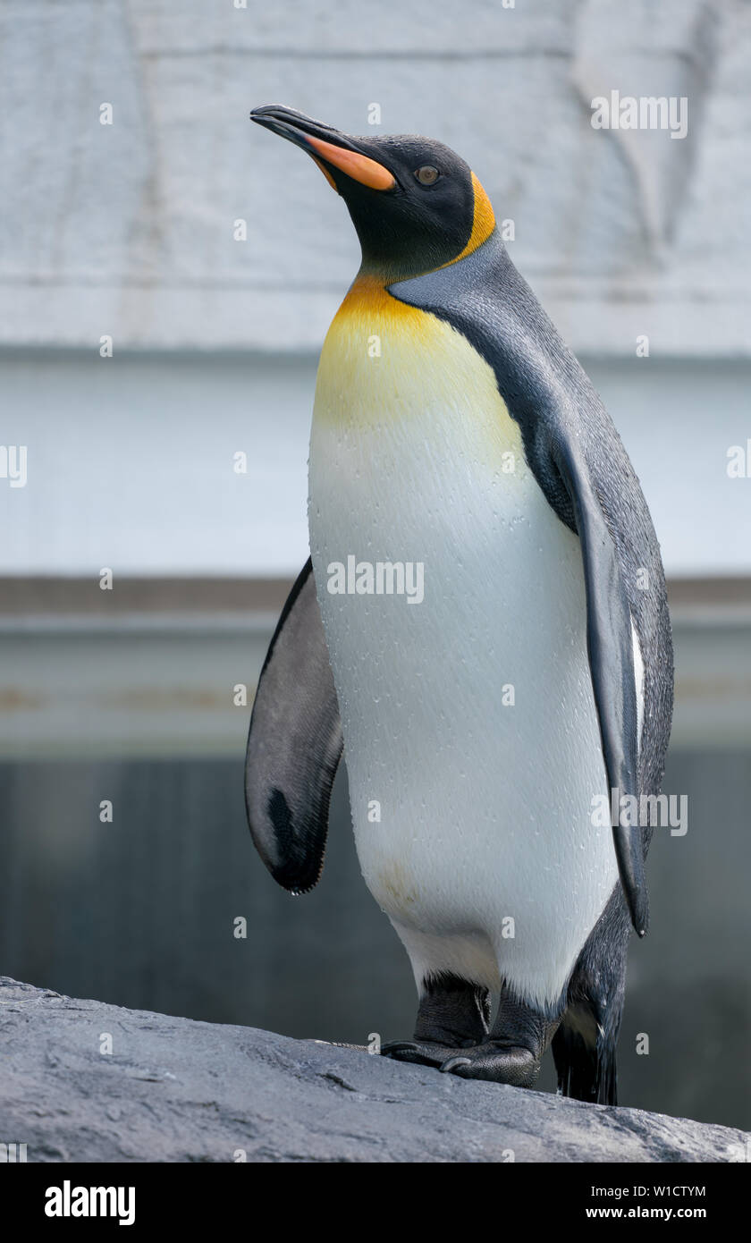 A King Penguin just emerging from the cold water at Maruyama Zoo in ...