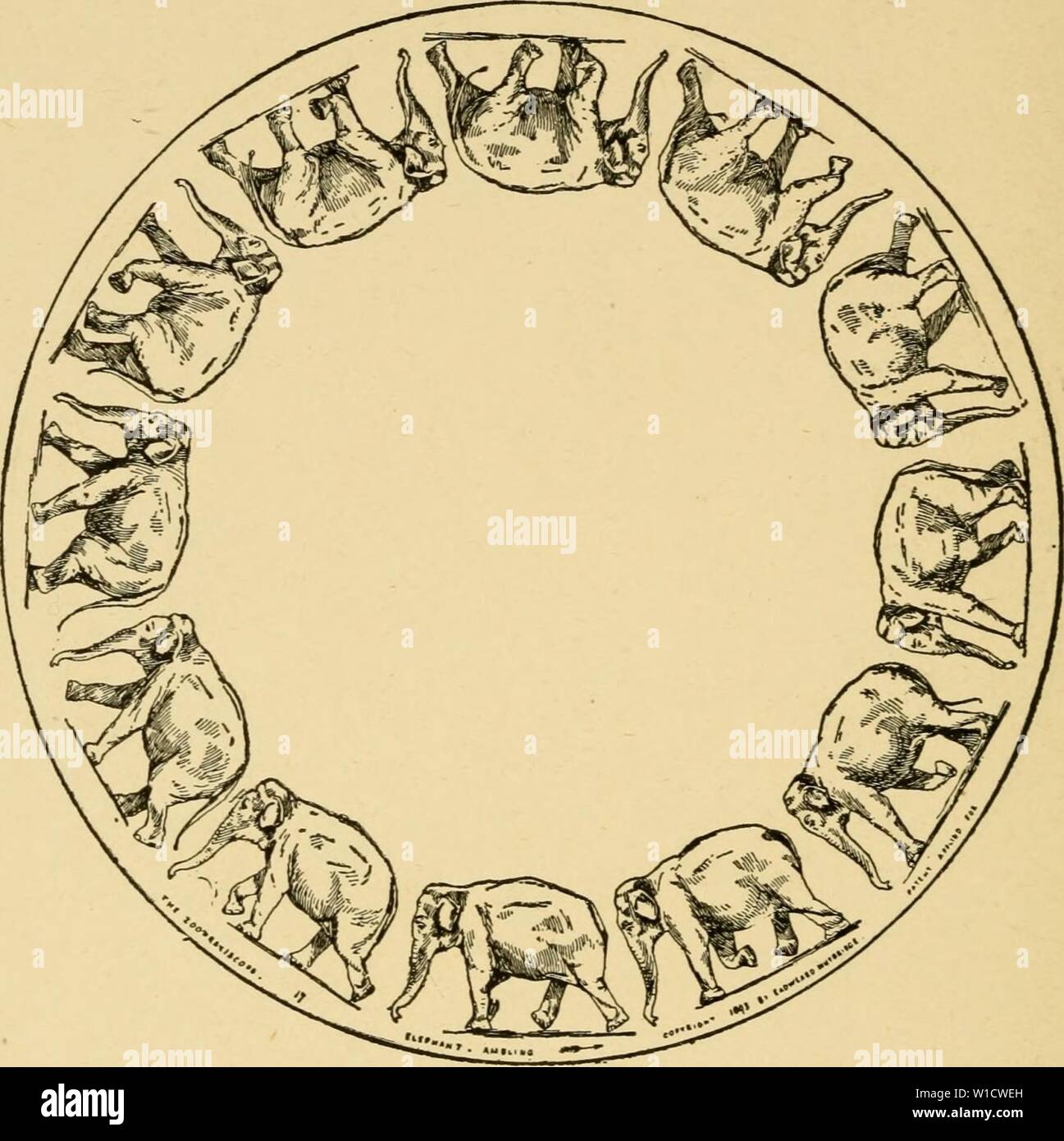 Muybridge zoopraxiscope hi-res stock photography and images - Alamy