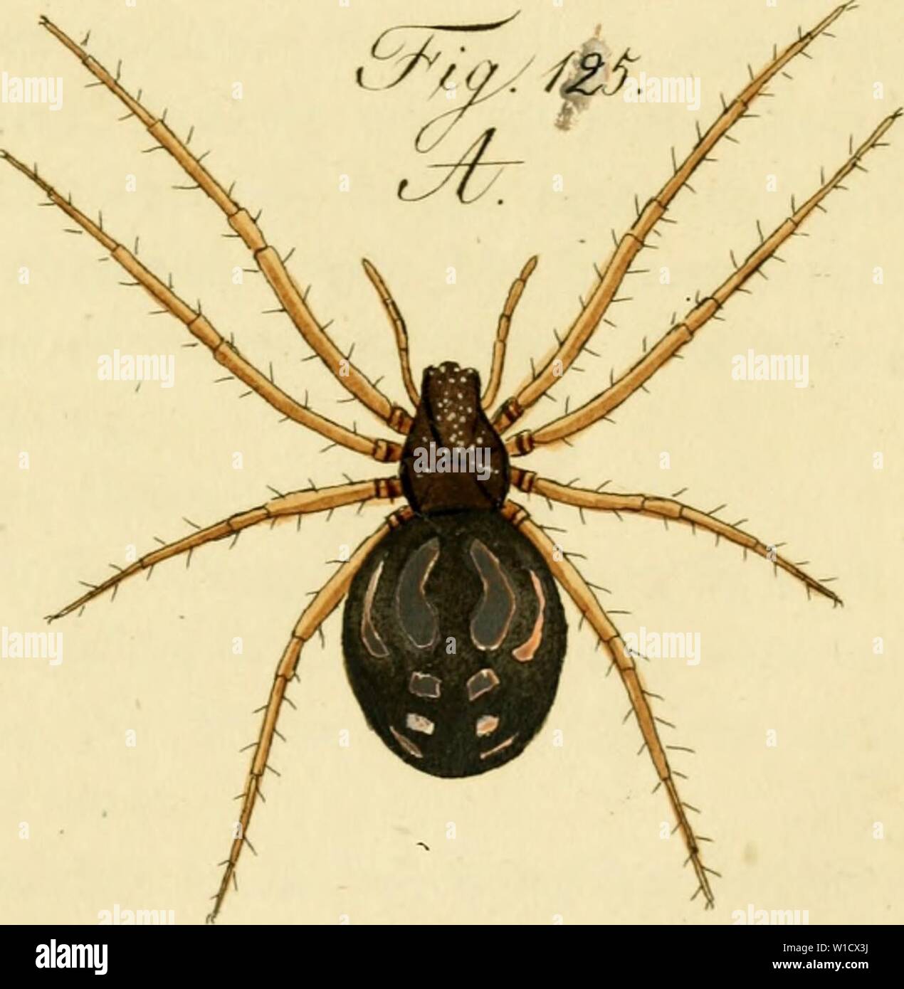 Zeh d hi-res stock photography and images - Alamy