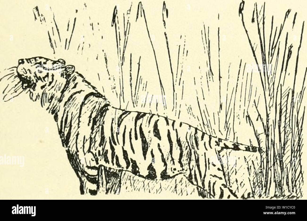 John bodley hi-res stock photography and images - Alamy