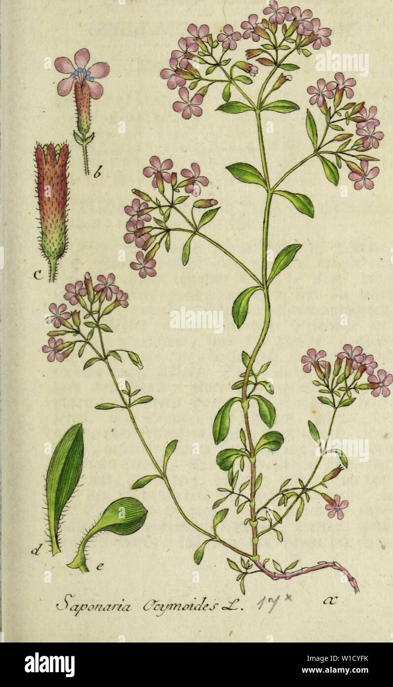 Archive image from page 80 of Deutschlands flora in abbildungen nach. Deutschlands flora in ...