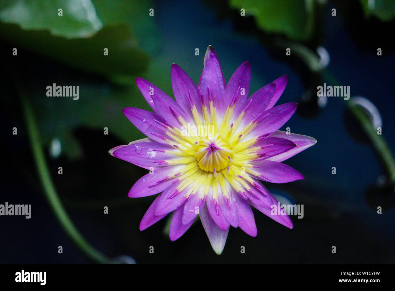 Shapla hi-res stock photography and images - Alamy