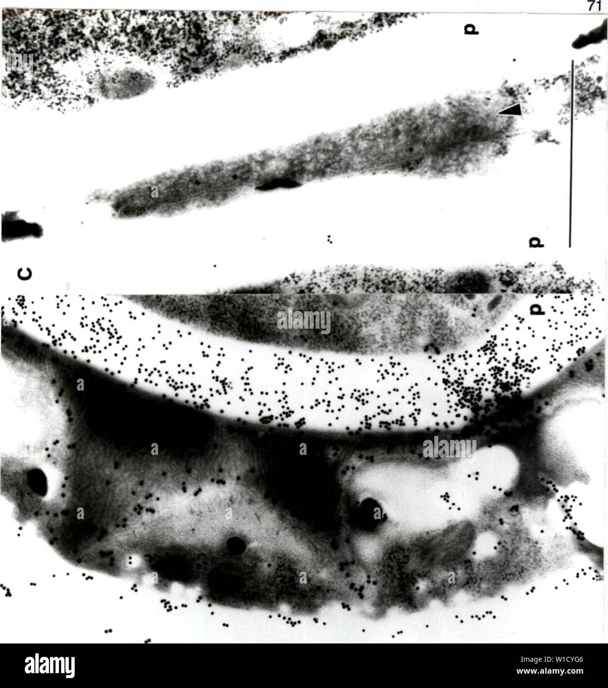 Archive image from page 80 of Development of cytochemical methods for ...