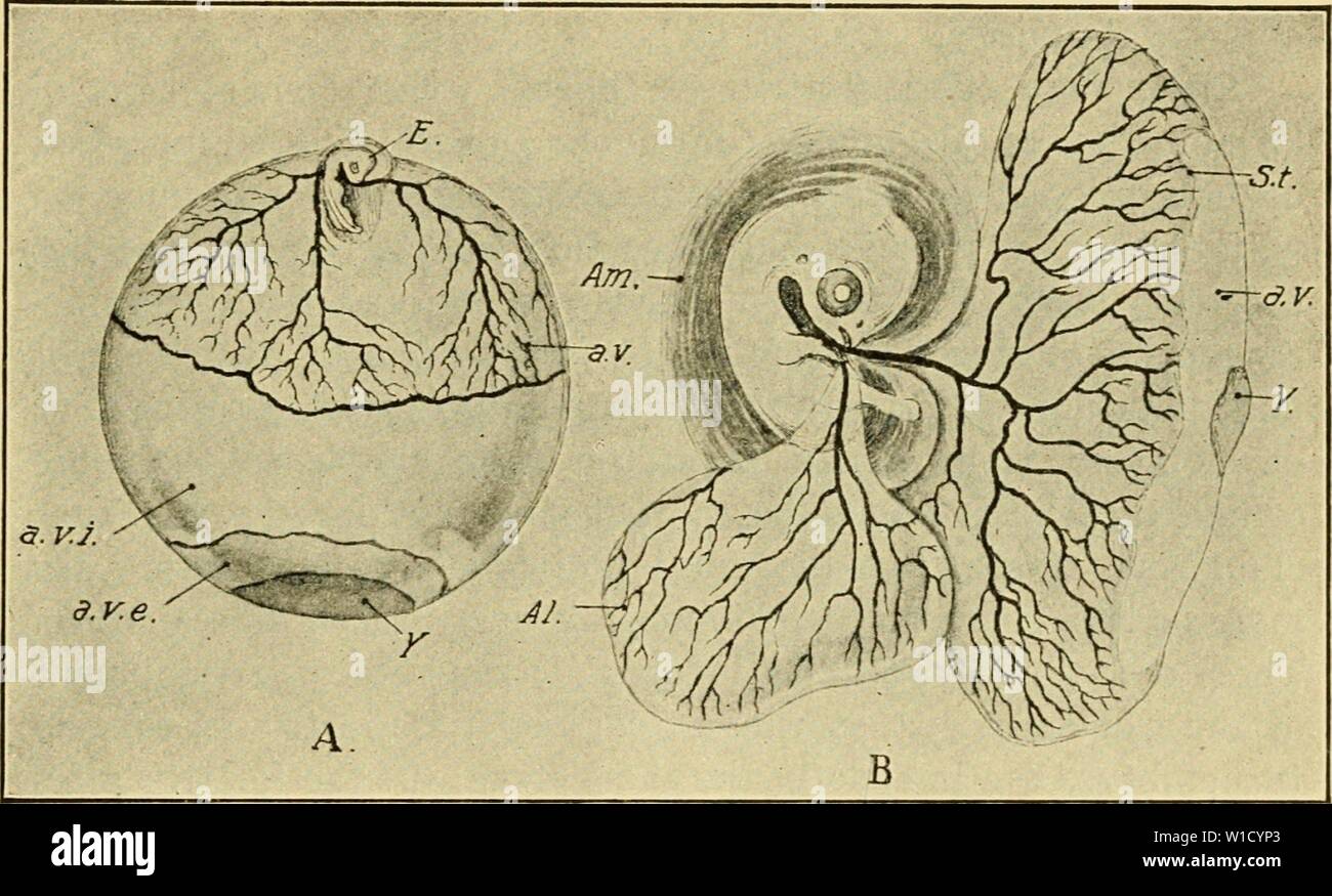 Development of the embryo axis hi-res stock photography and images - Alamy