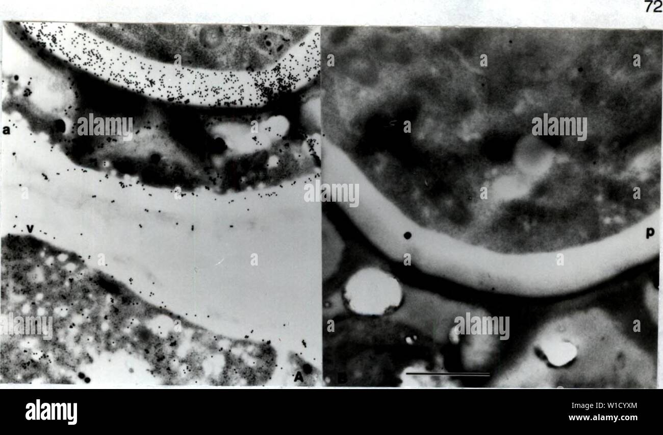 Archive image from page 81 of Development of cytochemical methods for ...