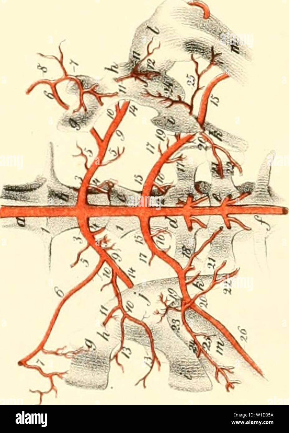 Varanus griseus hi-res stock photography and images - Alamy