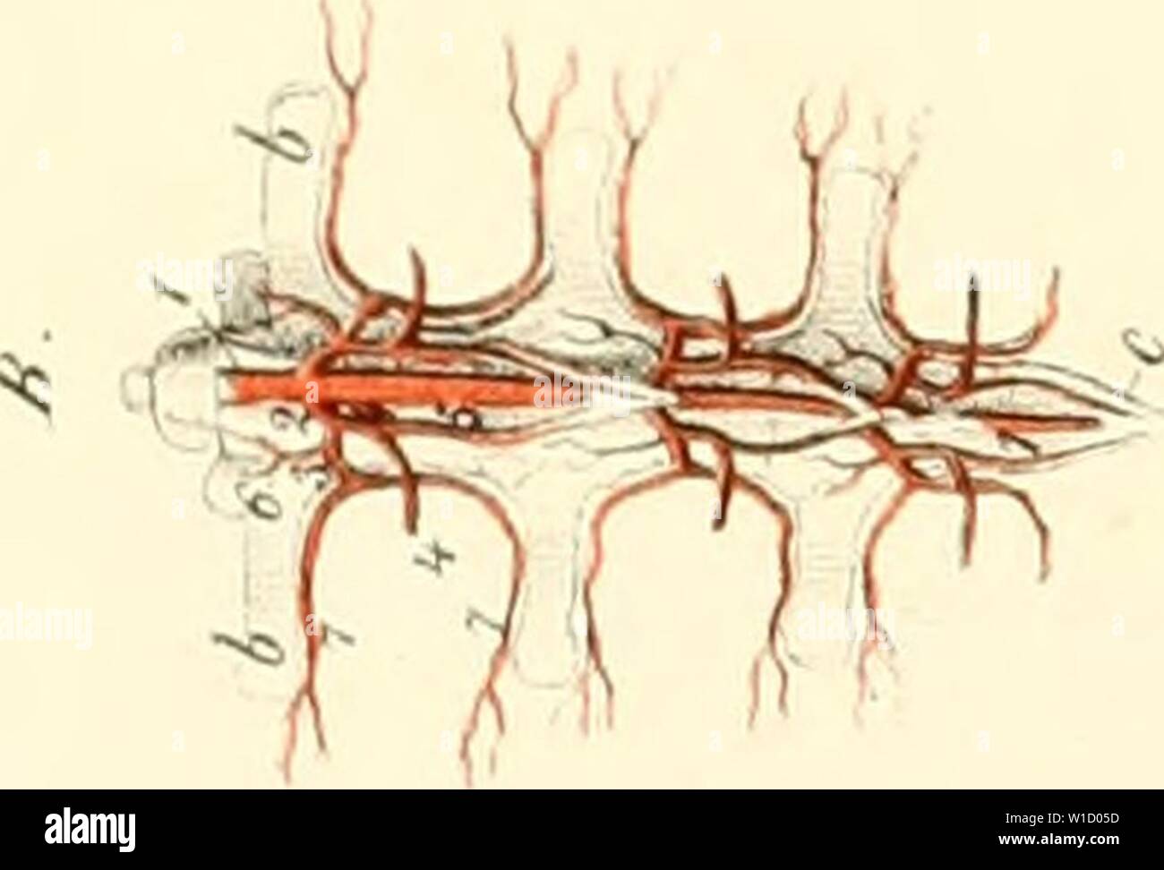 Vasorum hi-res stock photography and images - Alamy