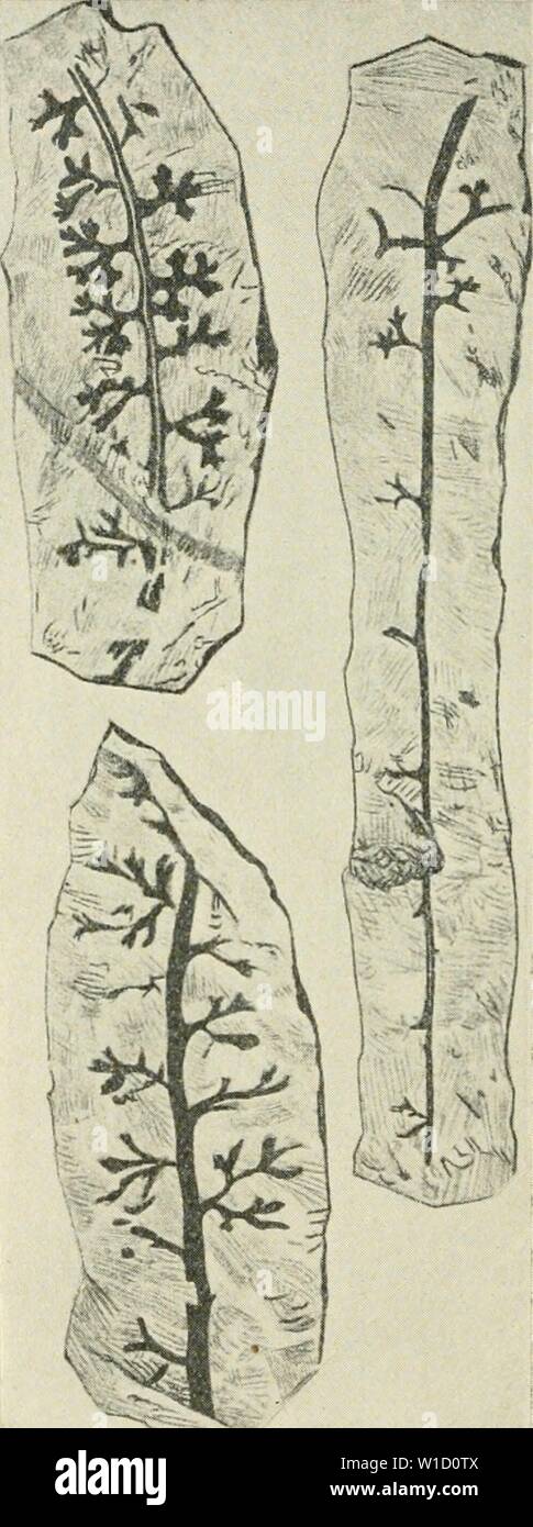 Distichous hi-res stock photography and images - Alamy