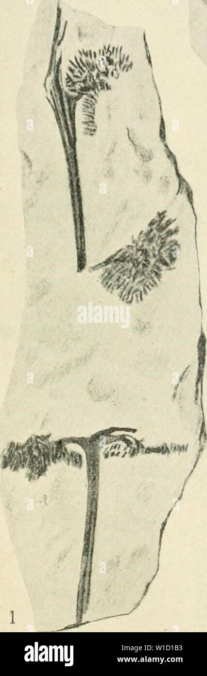 Cormophyta hi-res stock photography and images - Alamy