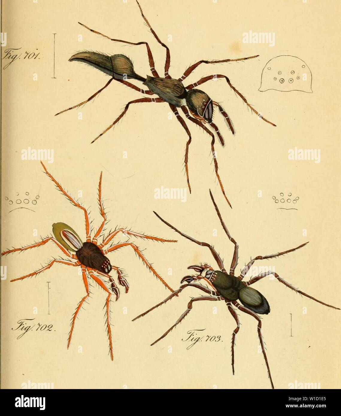 Archive image from page 84 of Die Arachniden Getreu nach Stock Photo ...