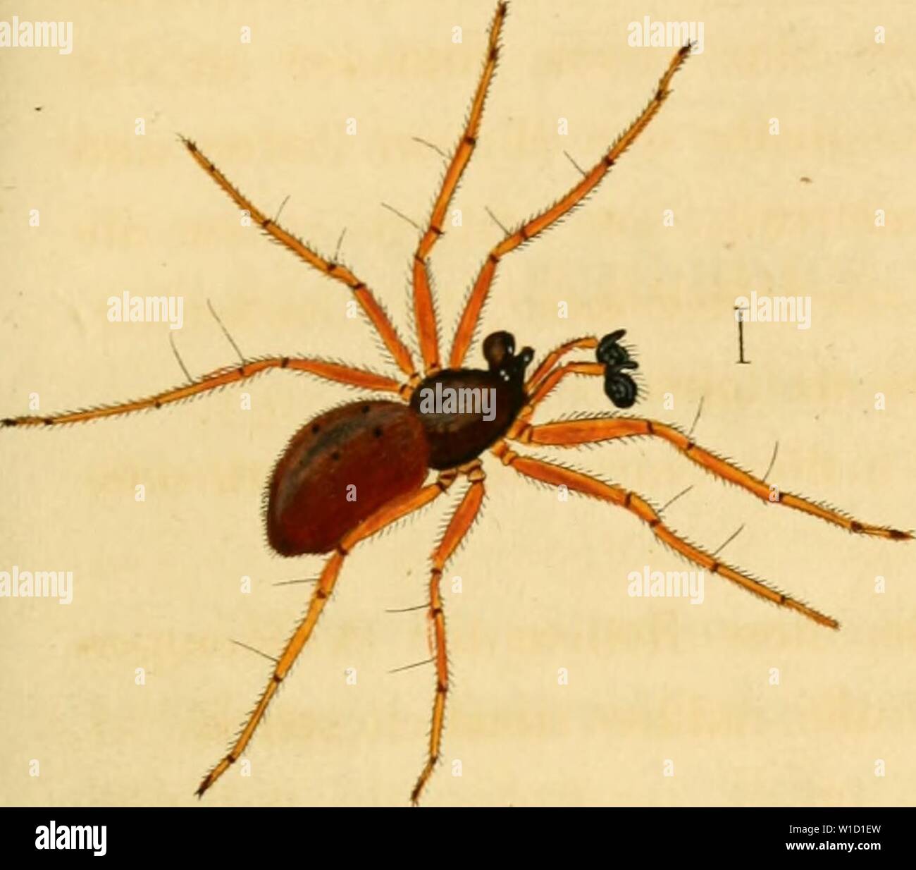 Archive image from page 84 of Die Arachniden Getreu nach der Stock ...