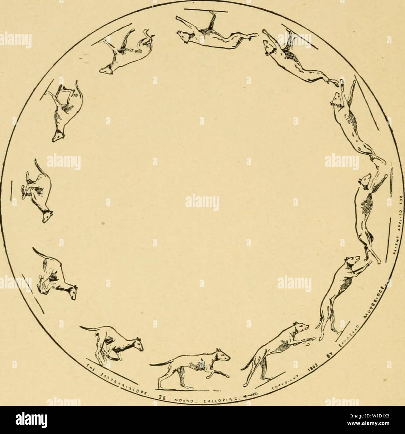 Muybridge zoopraxiscope hi-res stock photography and images - Alamy