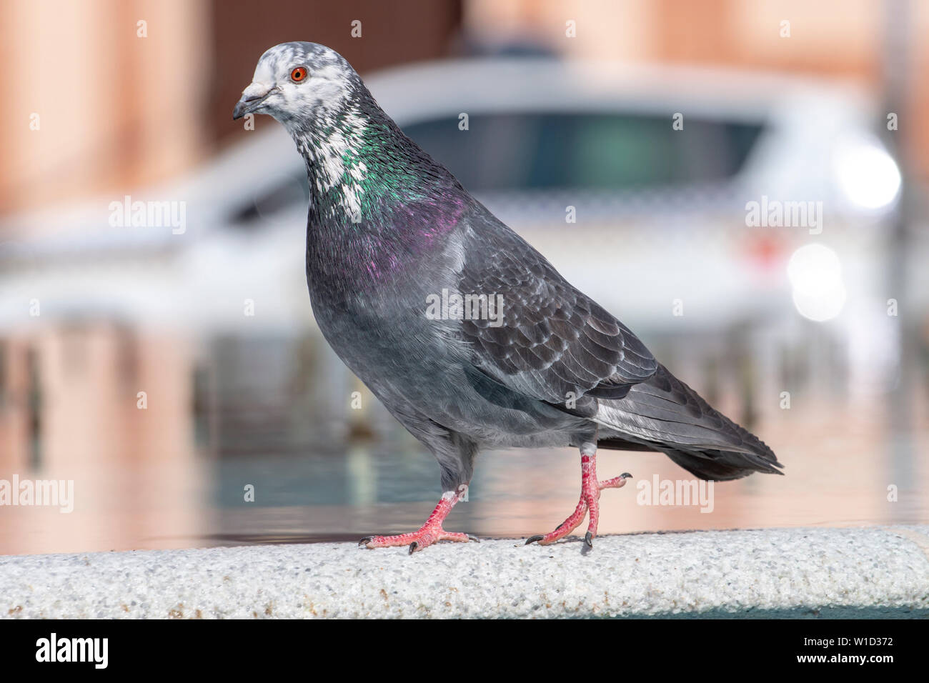 Close up view of a curious pigeon on a fountain Stock Photo - Alamy
