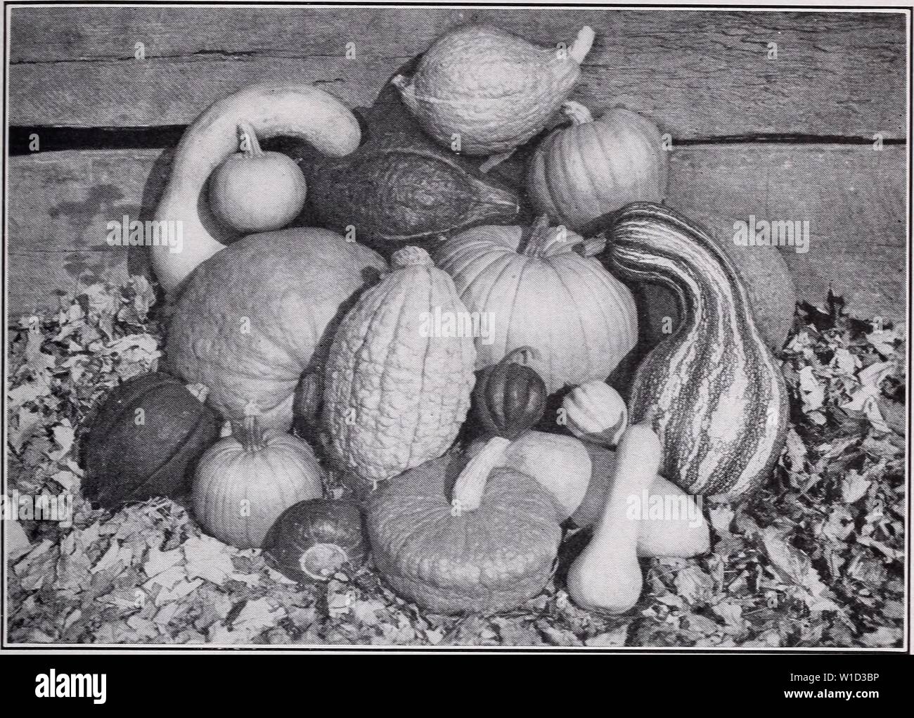 Golden Hubbard Pumpkin High Resolution Stock Photography And Images Alamy golden-hubbard-pumpkin-high-resolution-stock-photography-and-images-alamy