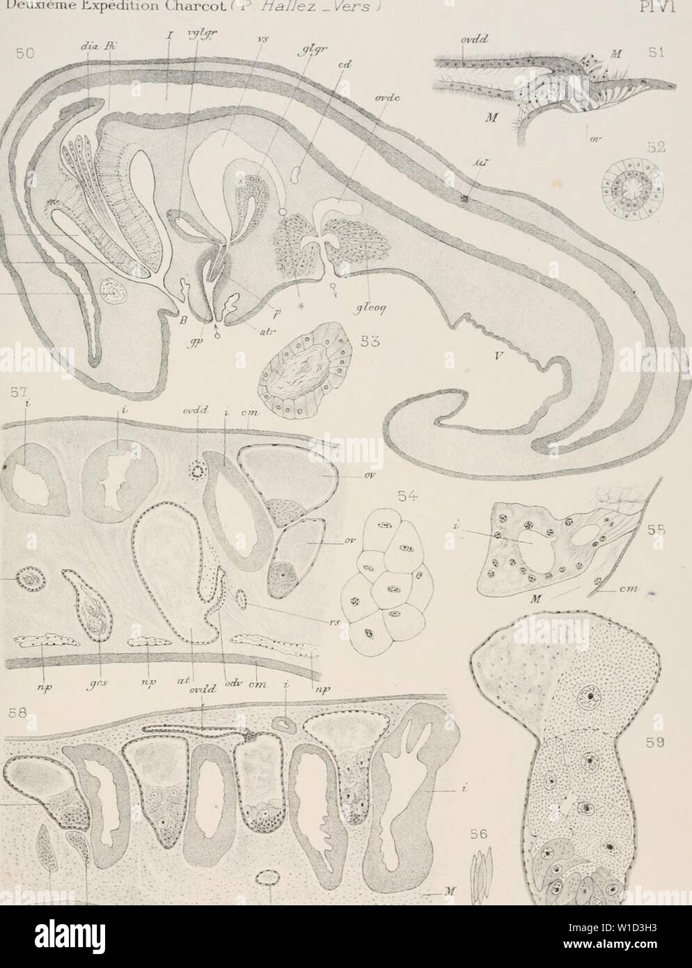 Allez france year hi-res stock photography and images - Alamy