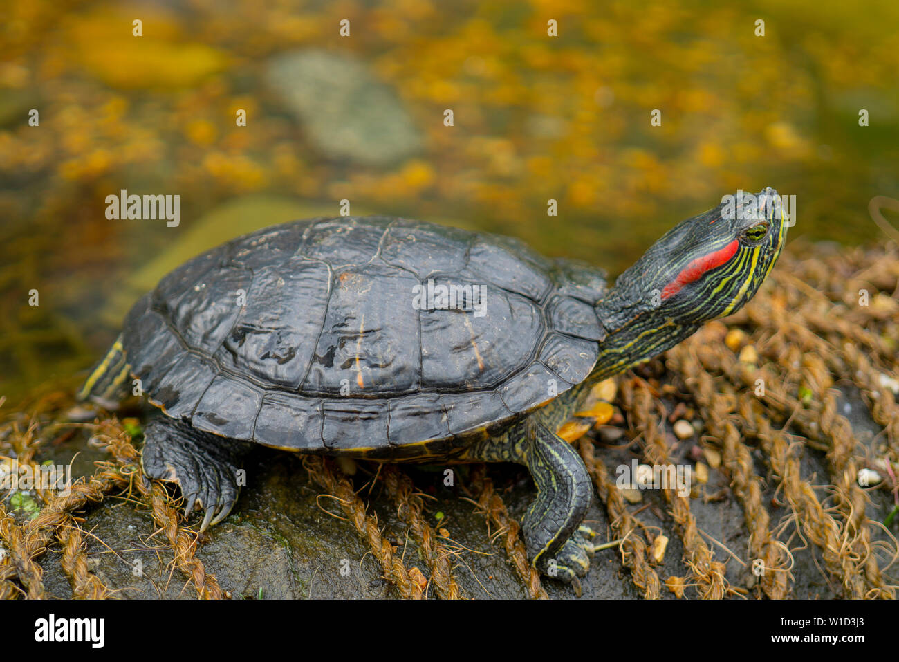 Freshwater turtles on the shore near the water Stock Photo - Alamy