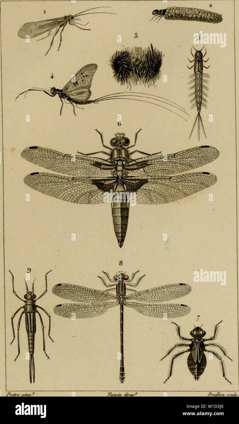 Libellule dans la nature hi-res stock photography and images - Alamy