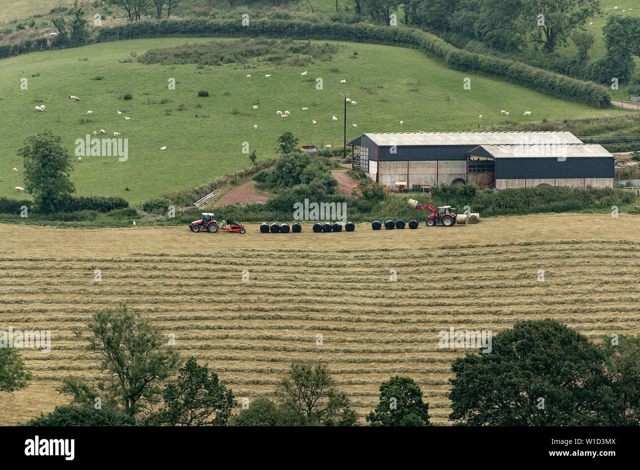 Haylage horse hi-res stock photography and images - Alamy