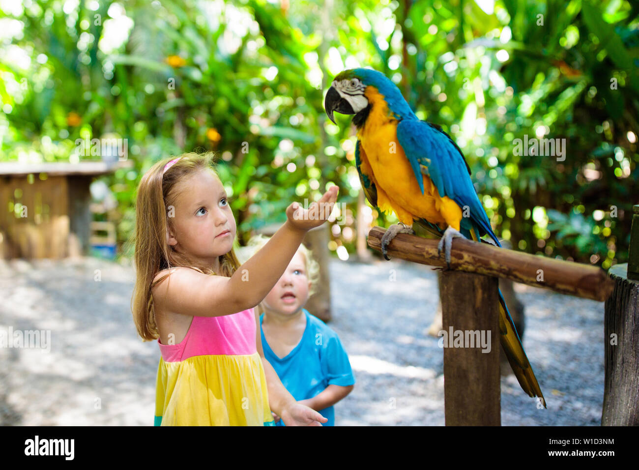 Kid feeding macaw parrot in tropical zoo. Child playing with big ...