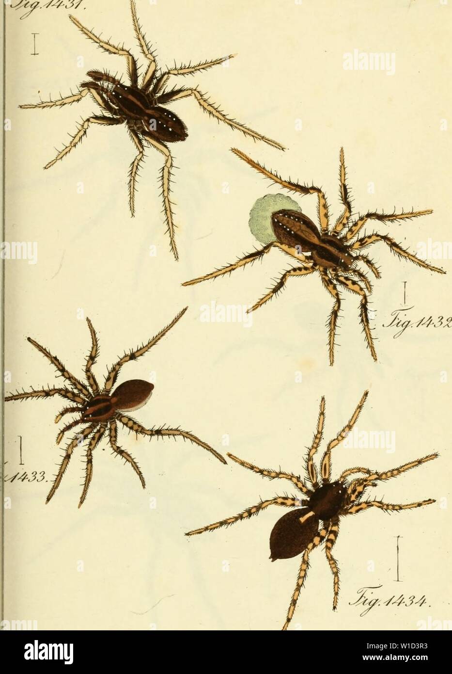 Archive image from page 88 of Die Arachniden Getreu nach Stock Photo ...