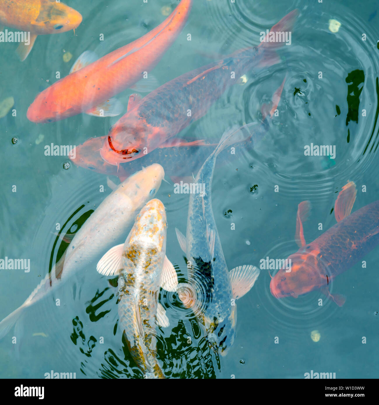 Gold and red imperial fish in water Stock Photo - Alamy
