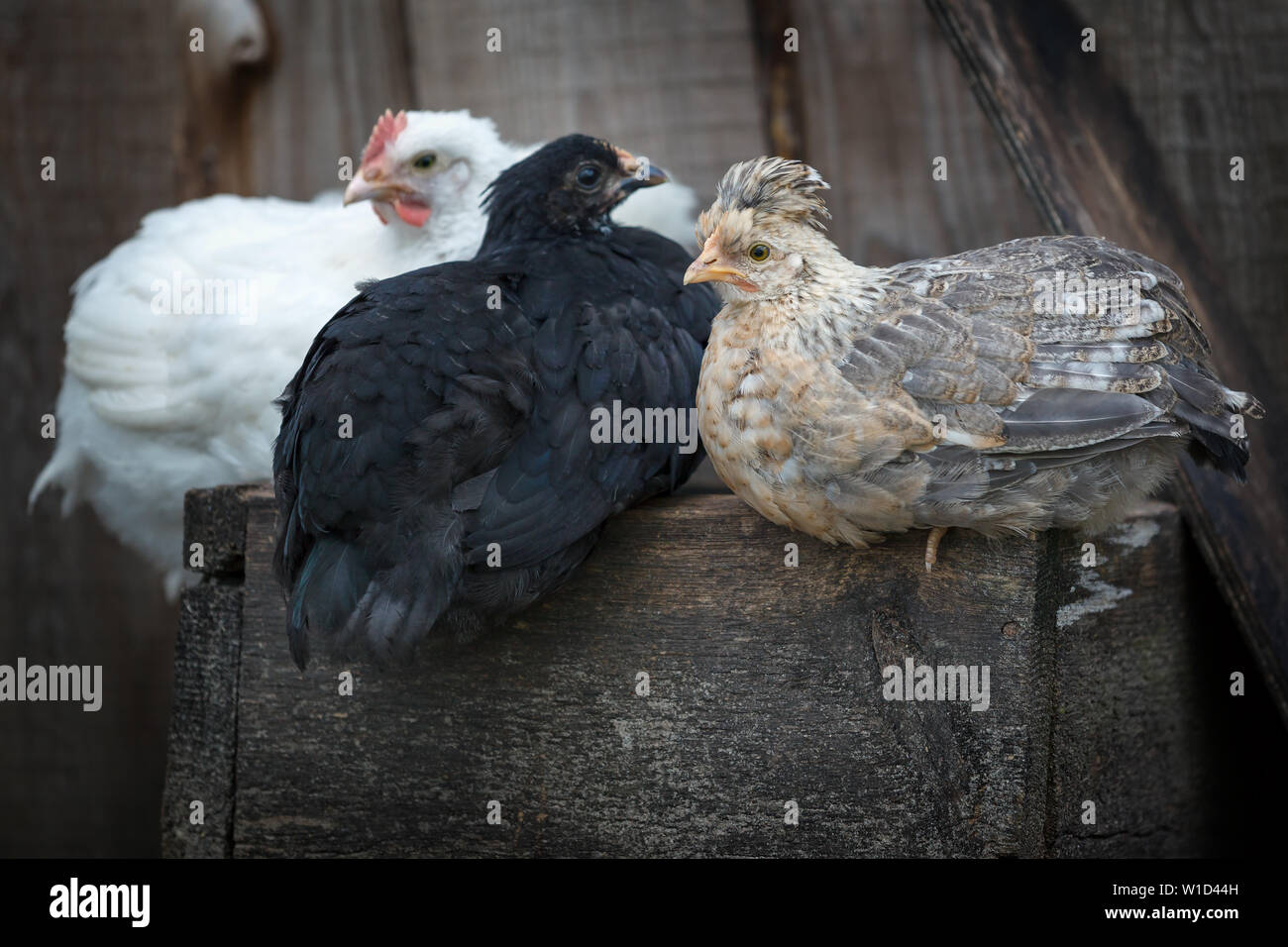 Old speckled hen hi-res stock photography and images - Alamy