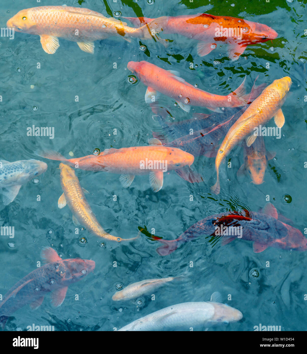 Gold and red imperial fish in water Stock Photo - Alamy