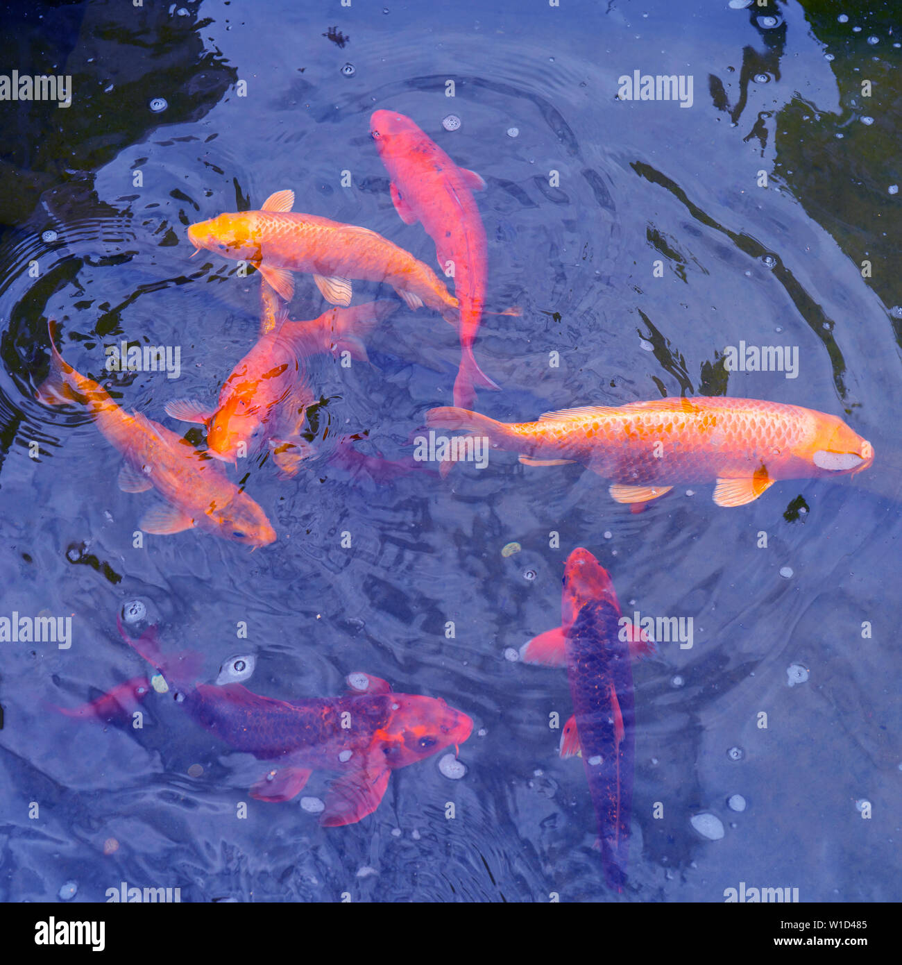 Gold and red imperial fish in water Stock Photo - Alamy