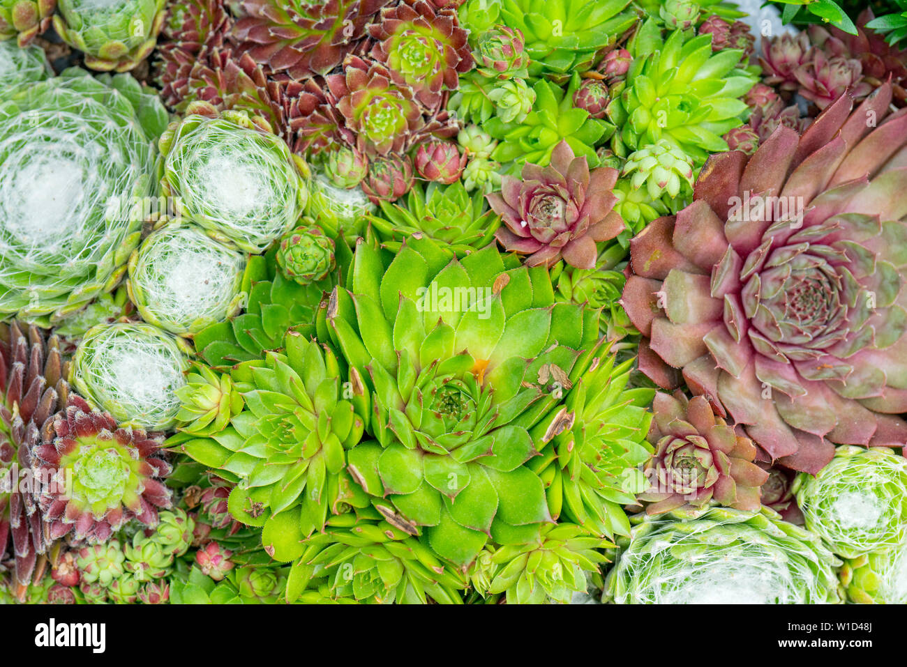 texture of green plants. Solid surface Top view Stock Photo - Alamy