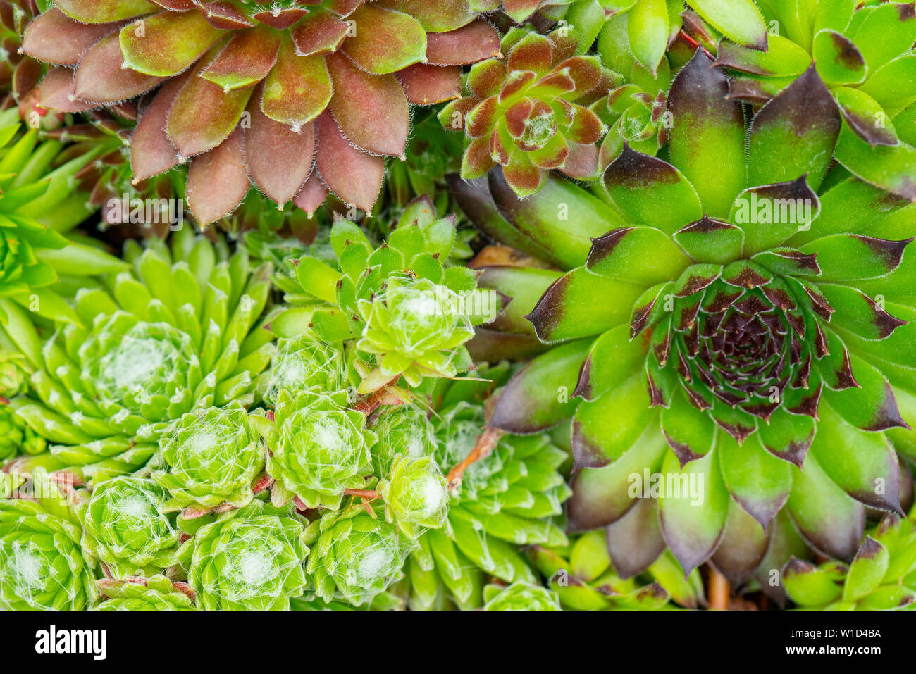 Solid surface top hi-res stock photography and images - Alamy