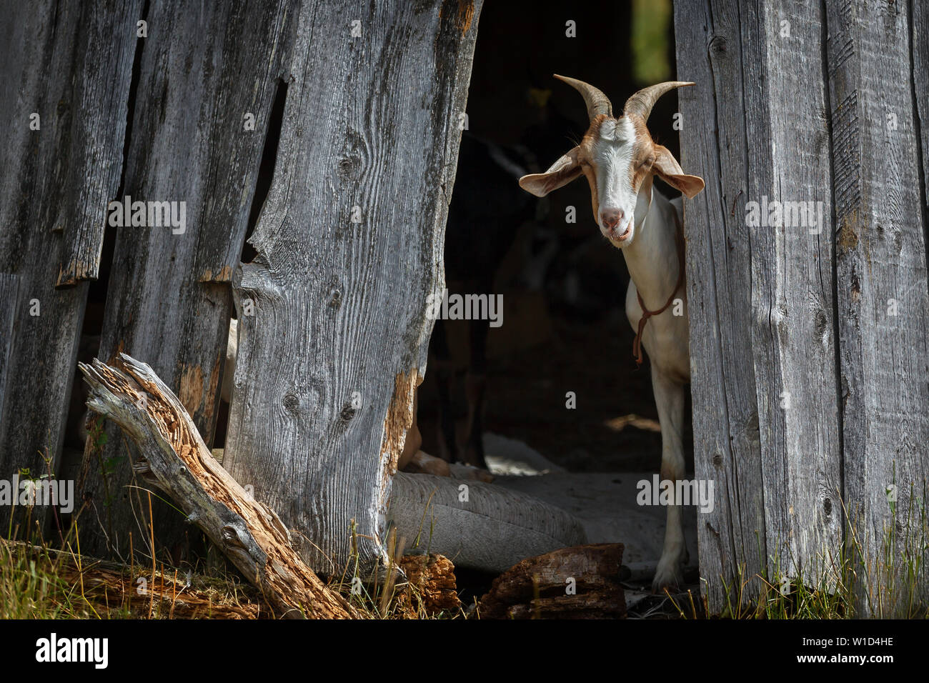 Nubian goat hi-res stock photography and images - Alamy