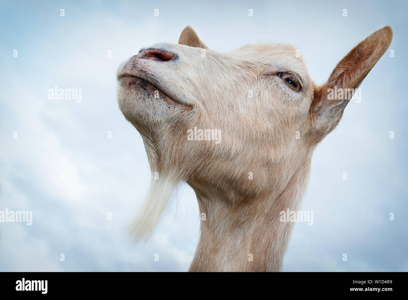 Beautiful goat portrait hi-res stock photography and images - Alamy