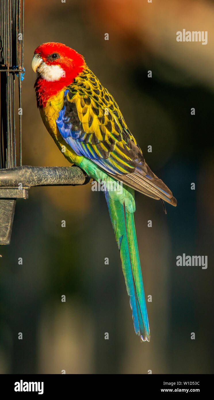 Wild rosella hi-res stock photography and images - Alamy