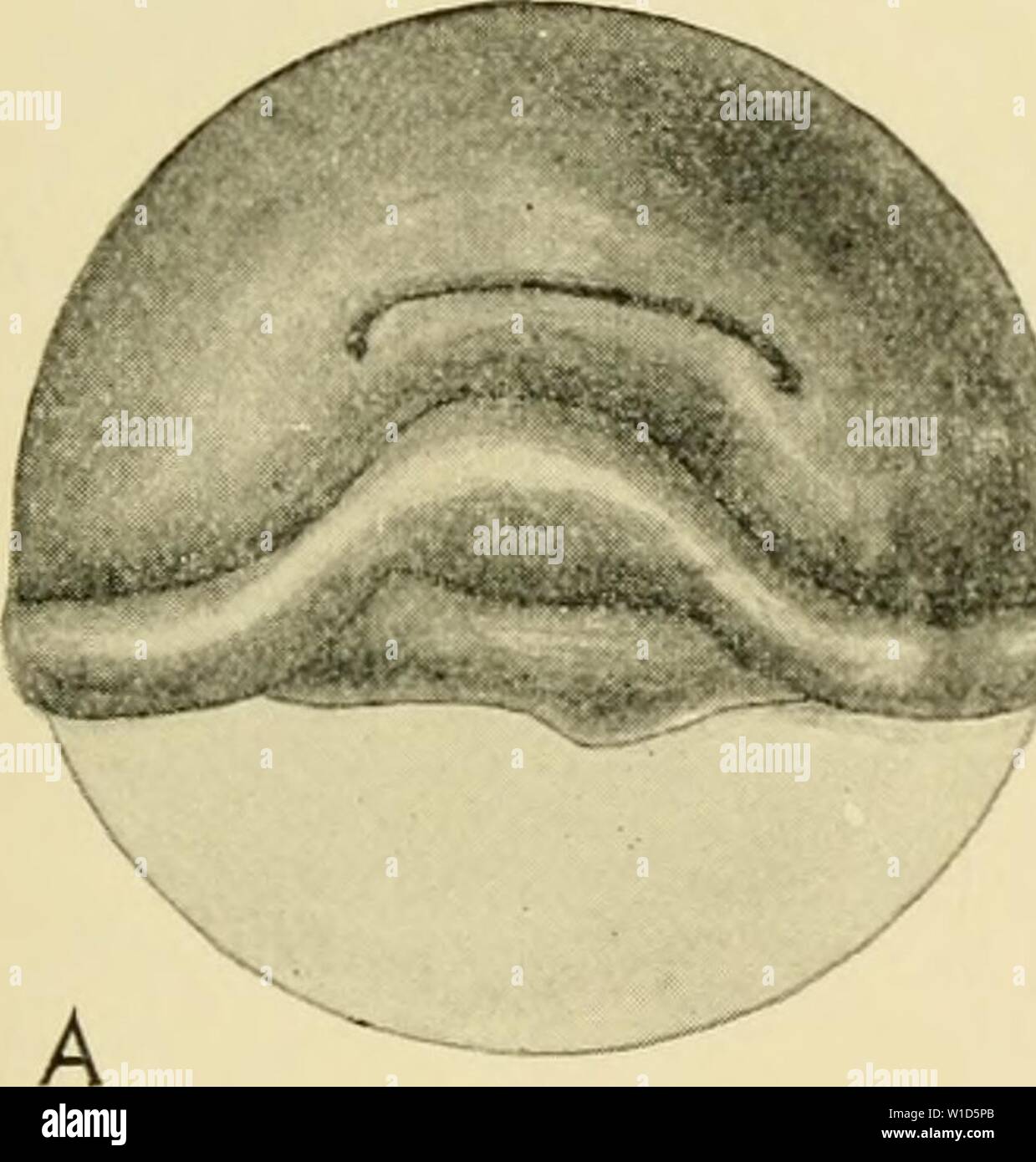 Frog embryology hi-res stock photography and images - Alamy