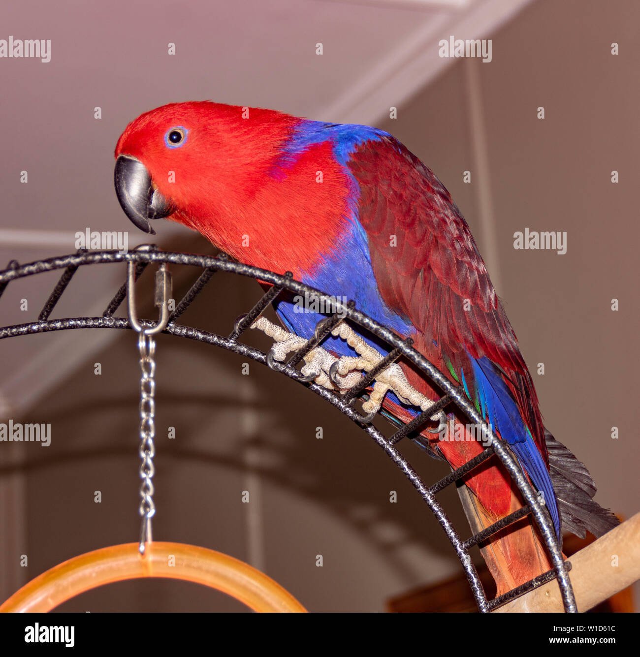 Female parrot hi-res stock photography and images - Alamy