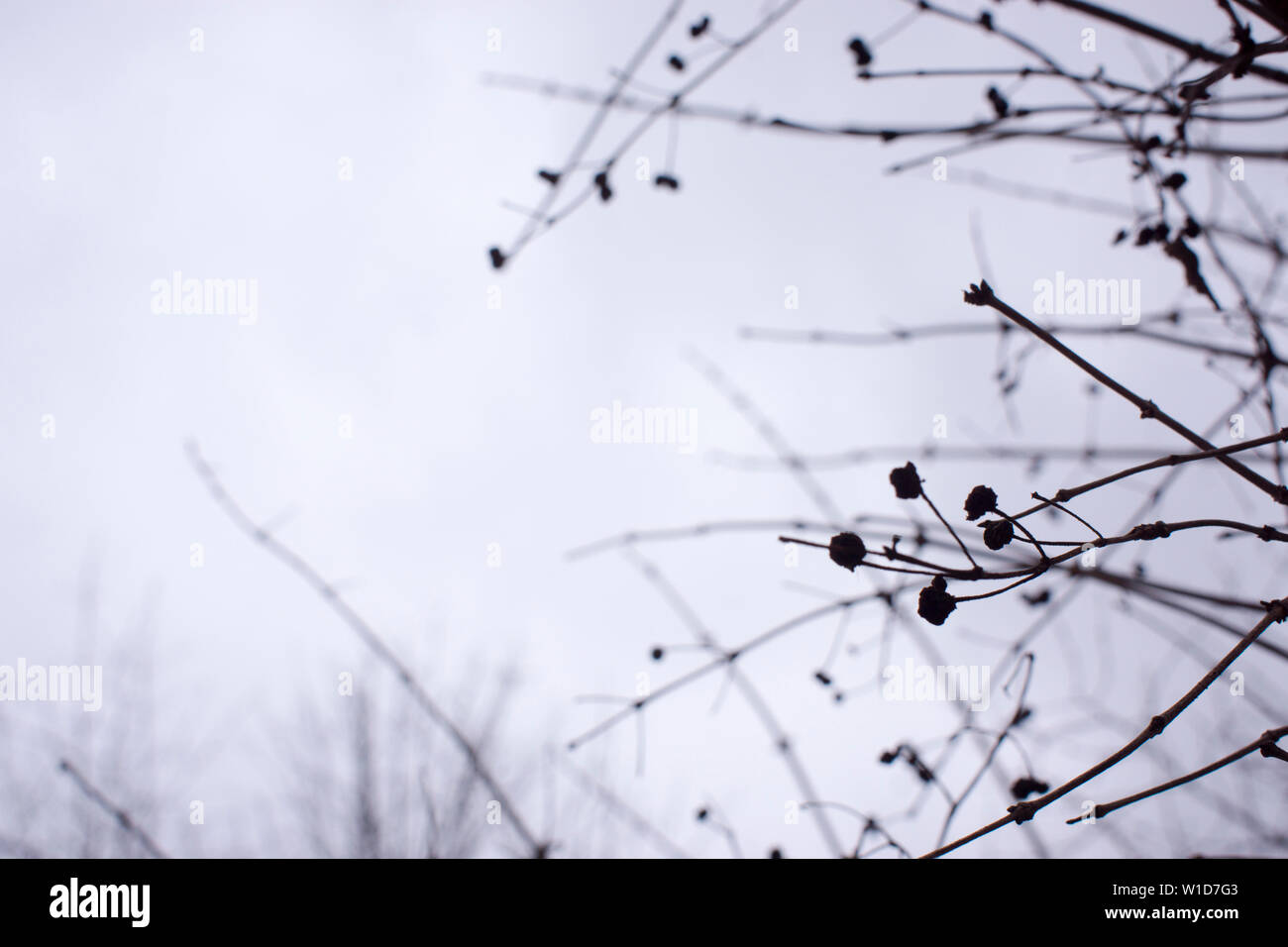 background thin delicate openwork alder twigs on the white sky early ...