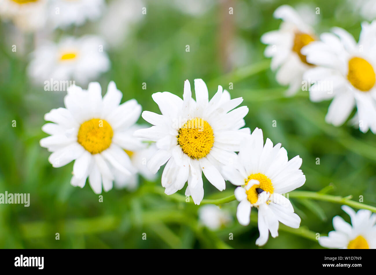 Field blossom Chamomiles meadow of the daisy family, Summer photos of ...