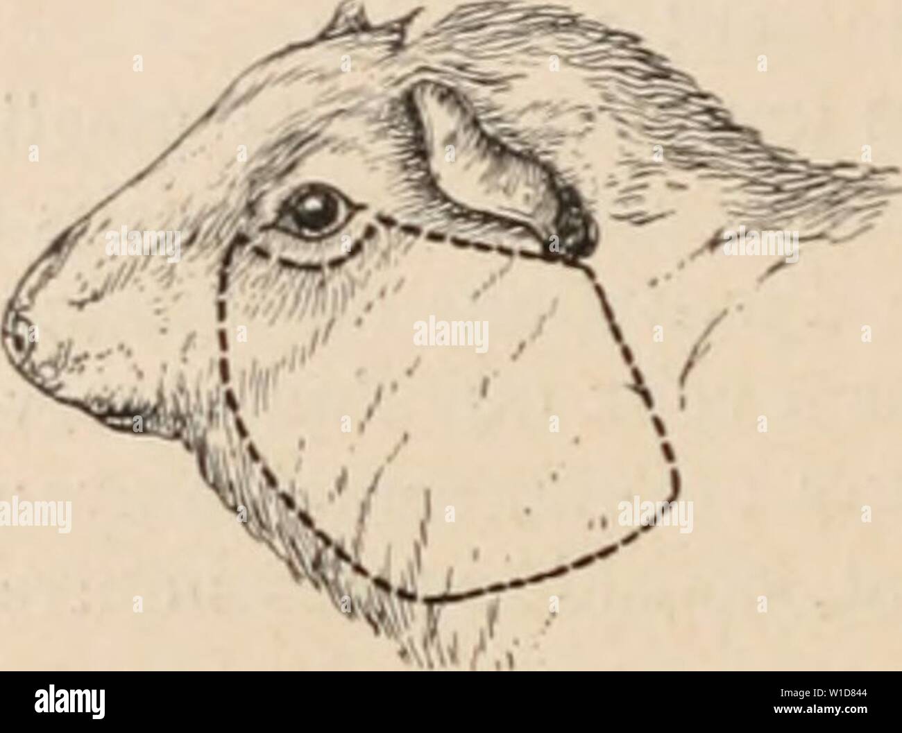 Cobaye hi-res stock photography and images - Alamy