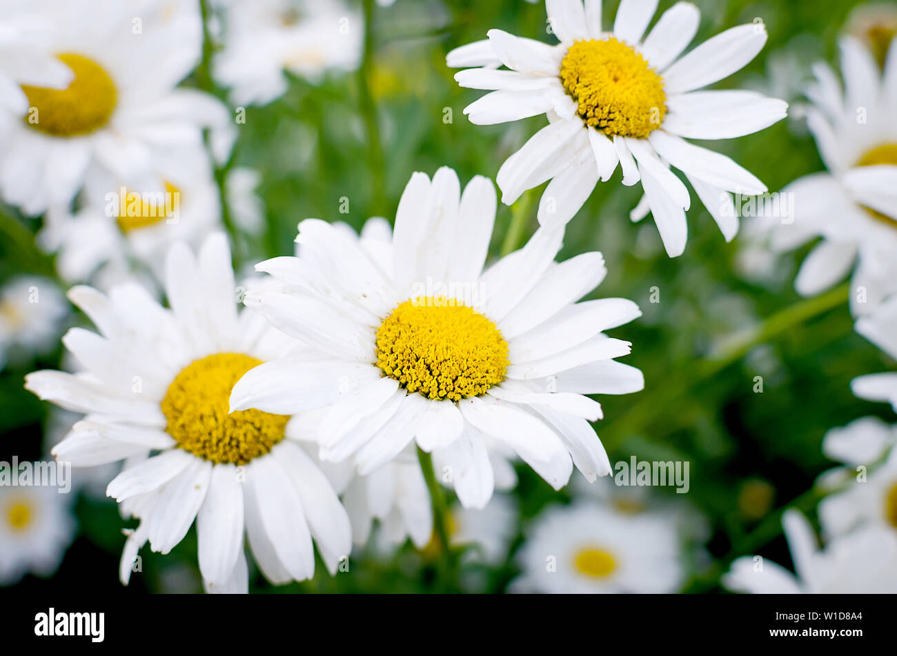 Field blossom Chamomiles meadow of the daisy family, Summer photos of ...