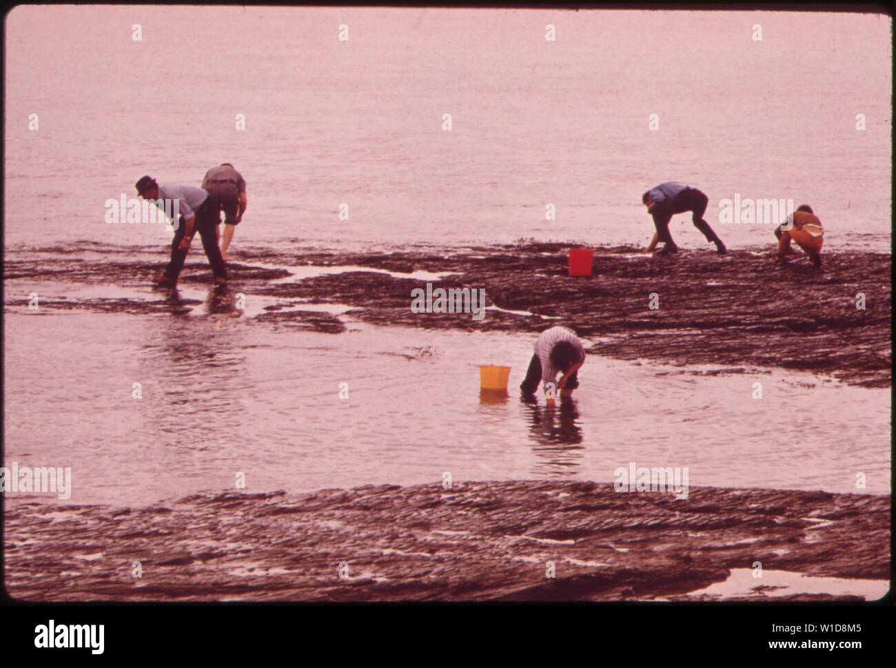 GATHERING PERIWINKLES (EDIBLE SNAILS Stock Photo - Alamy