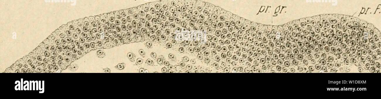 Mesodermal High Resolution Stock Photography and Images - Alamy