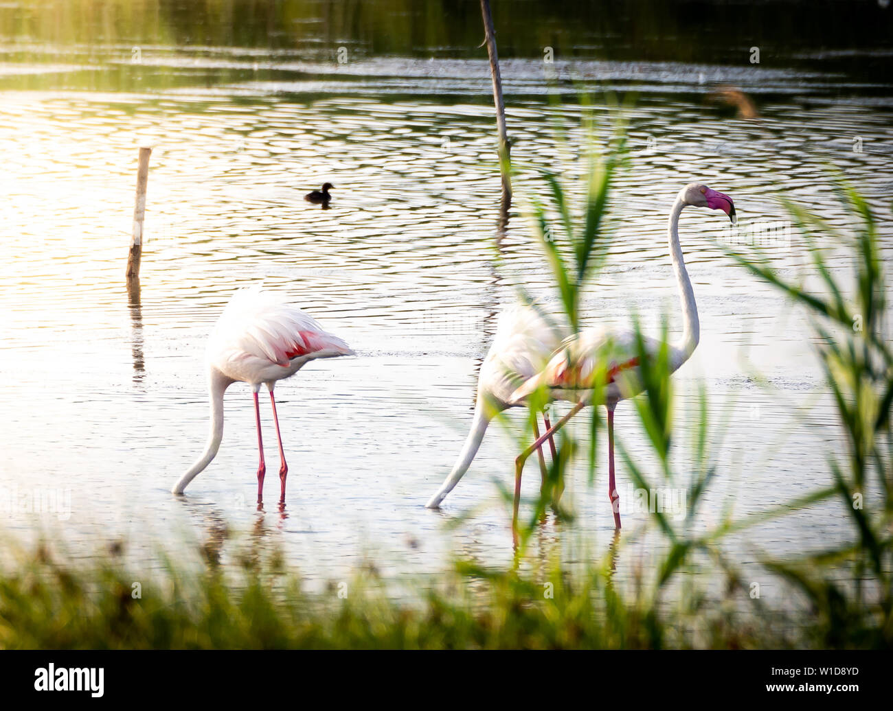Shot of a group of beautiful flamingos relaxing in the protected ...