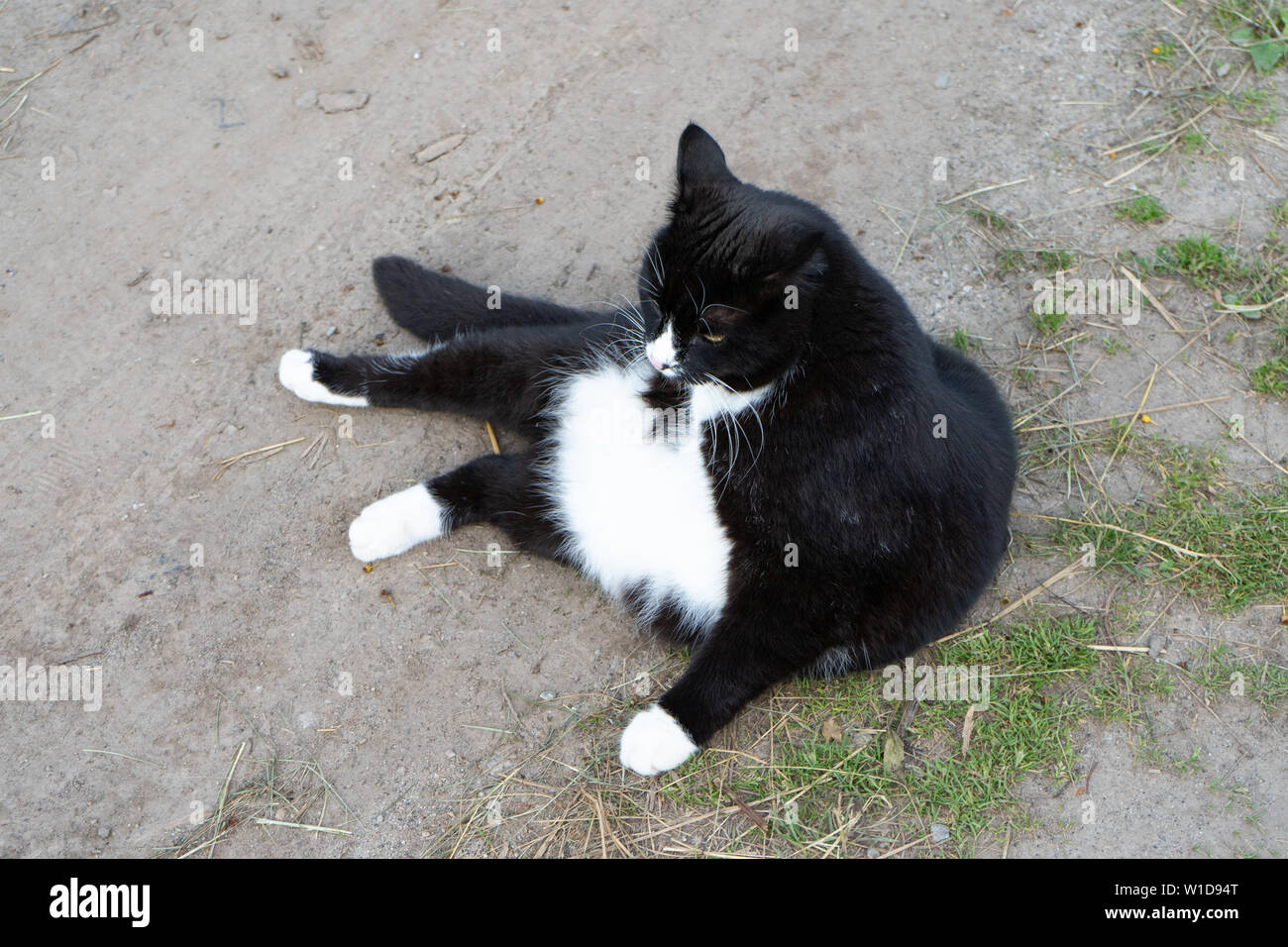 Black and white cat lying on the trail on a summer day. Close-up ...