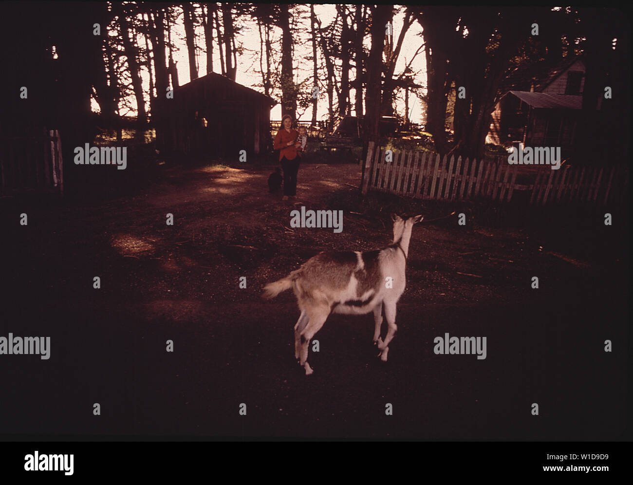GOAT FARM, EARLY MORNING Stock Photo - Alamy