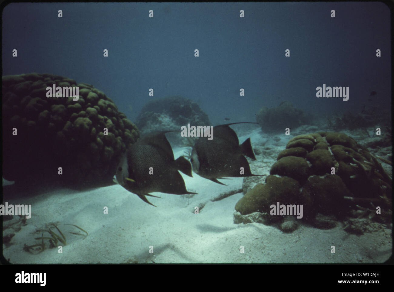 GREY ANGLE FISH SWIM IN THE PROTECTED WATERS OF JOHN PENNEKAMP CORAL ...