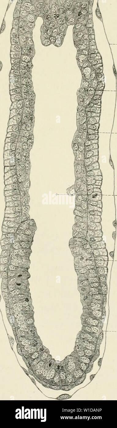 Albinus illustration hi-res stock photography and images - Alamy
