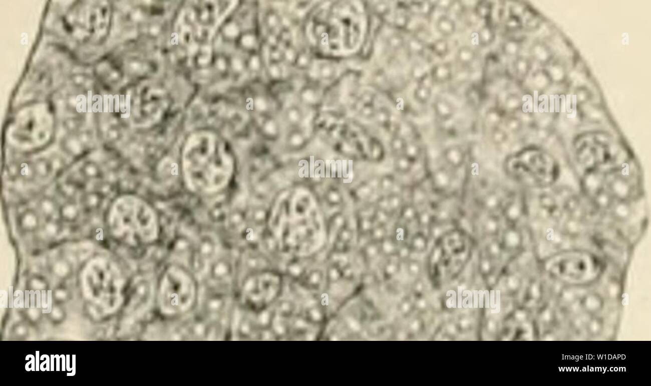Albinus illustration hi-res stock photography and images - Alamy