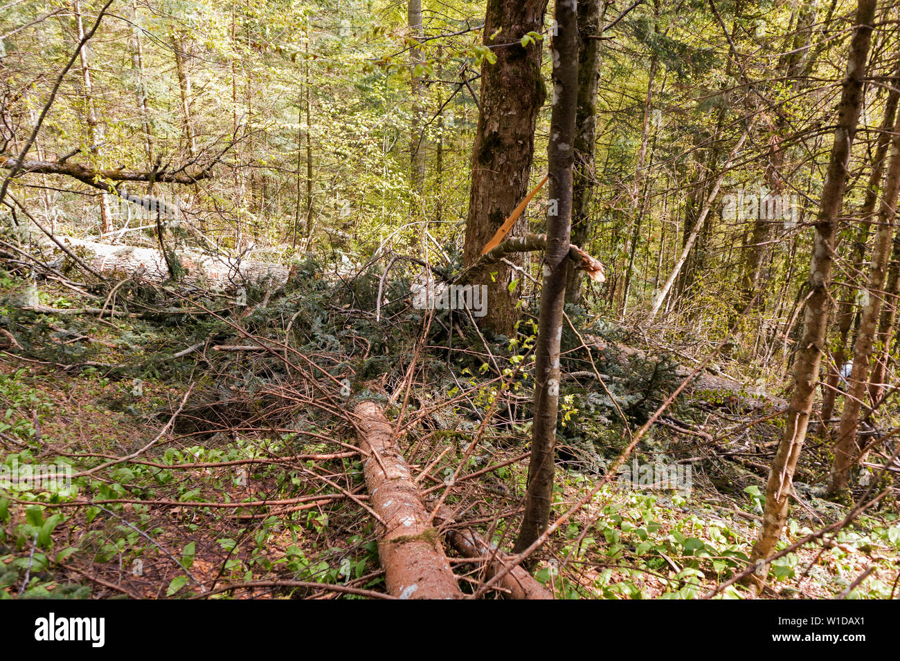 Windblown trees hi-res stock photography and images - Alamy