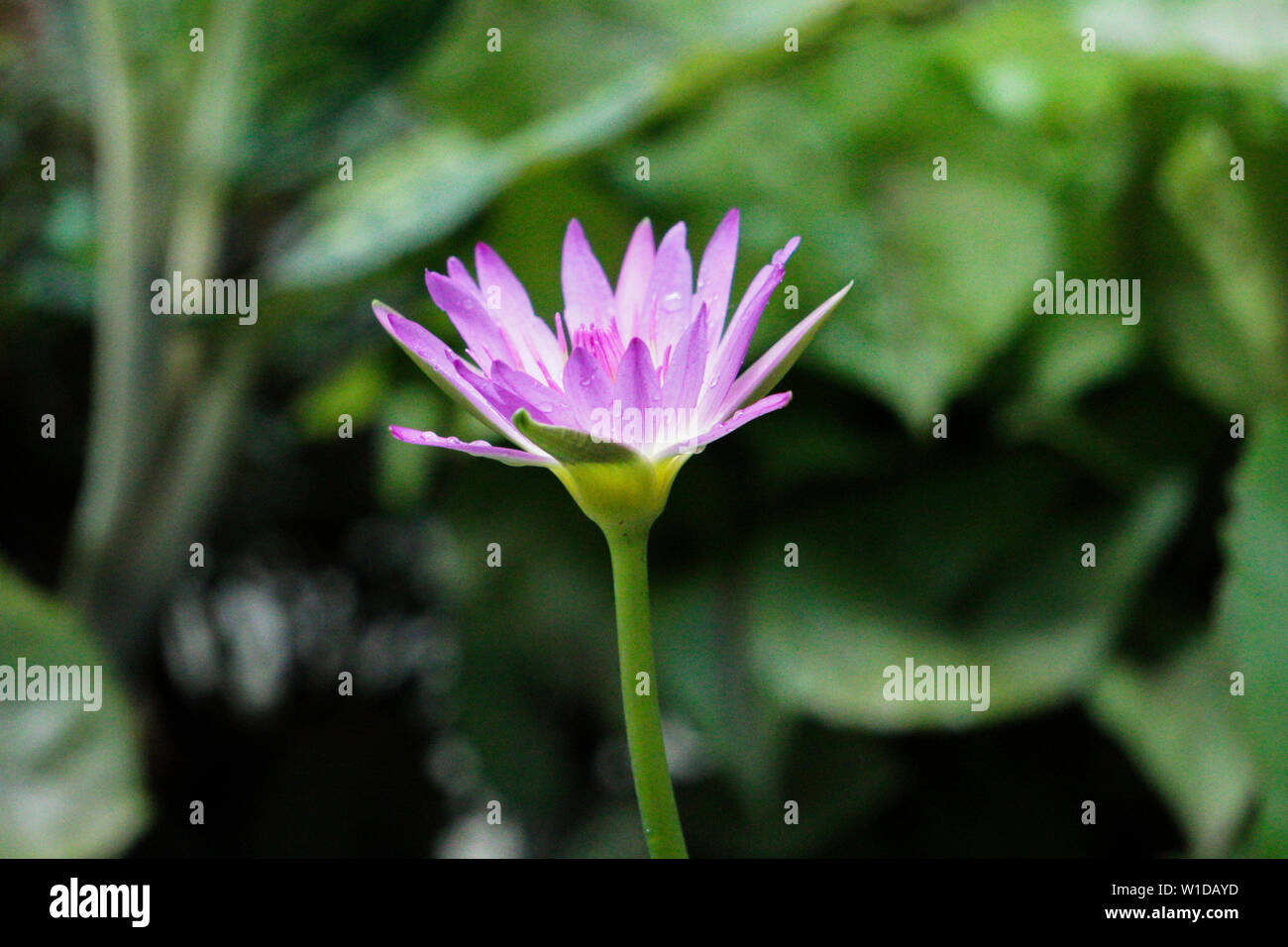 Shapla hi-res stock photography and images - Alamy