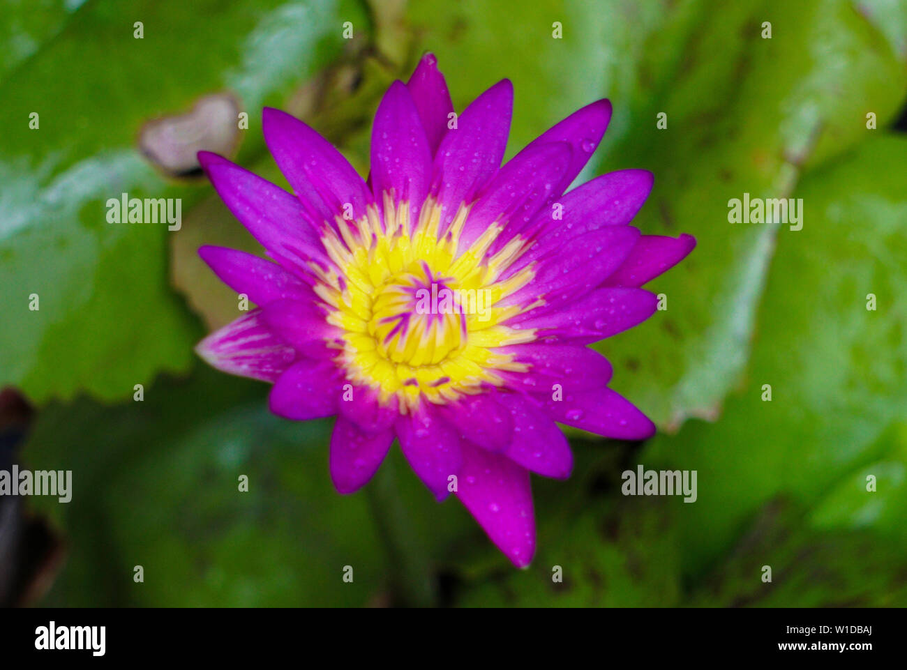 How to make shapla flower hi-res stock photography and images - Alamy